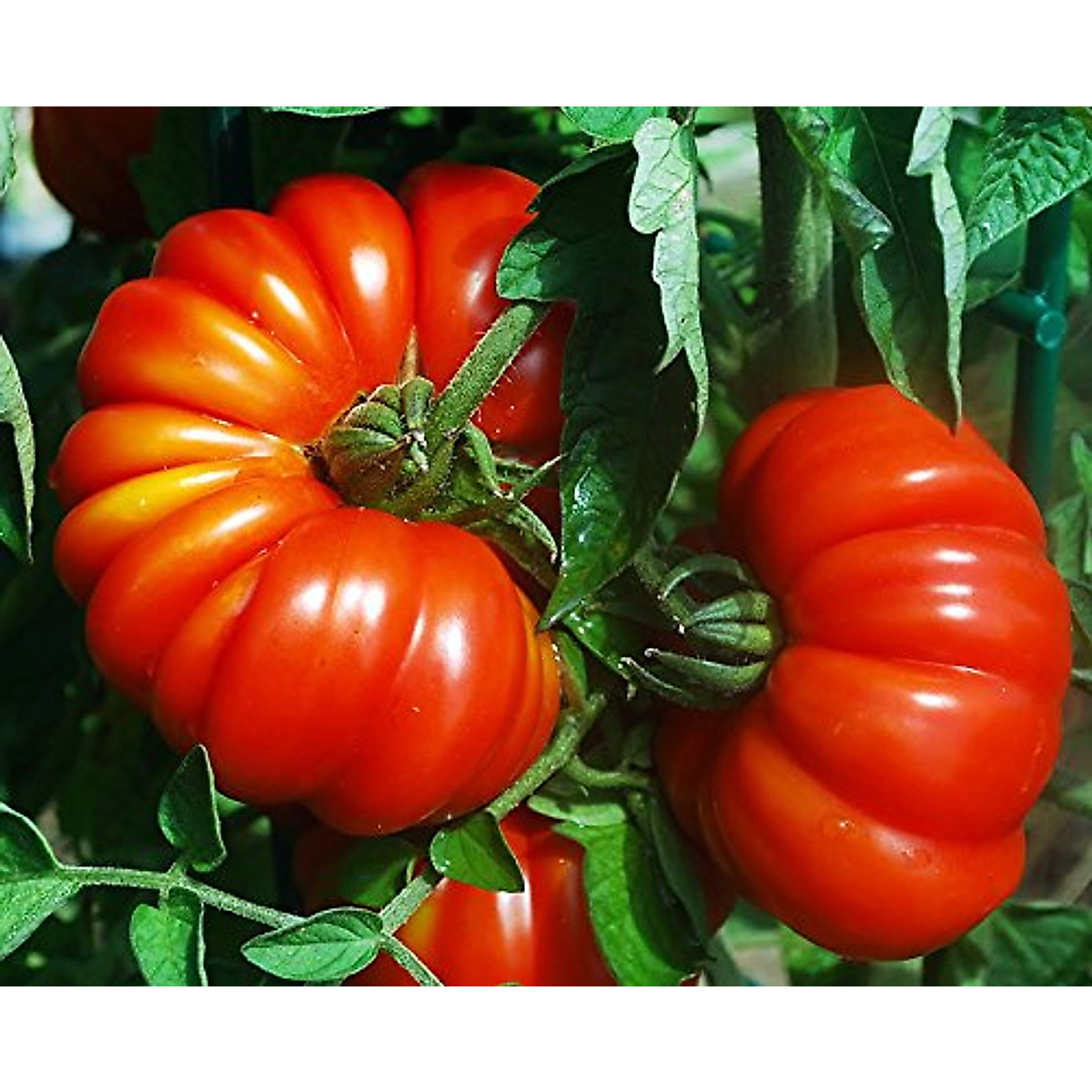 30+ Costoluto Genovese Pomodoro Tomato Seeds, Heirloom Non-GMO, Low Acid, Indeterminate, Open-Pollinated, Productive from USA