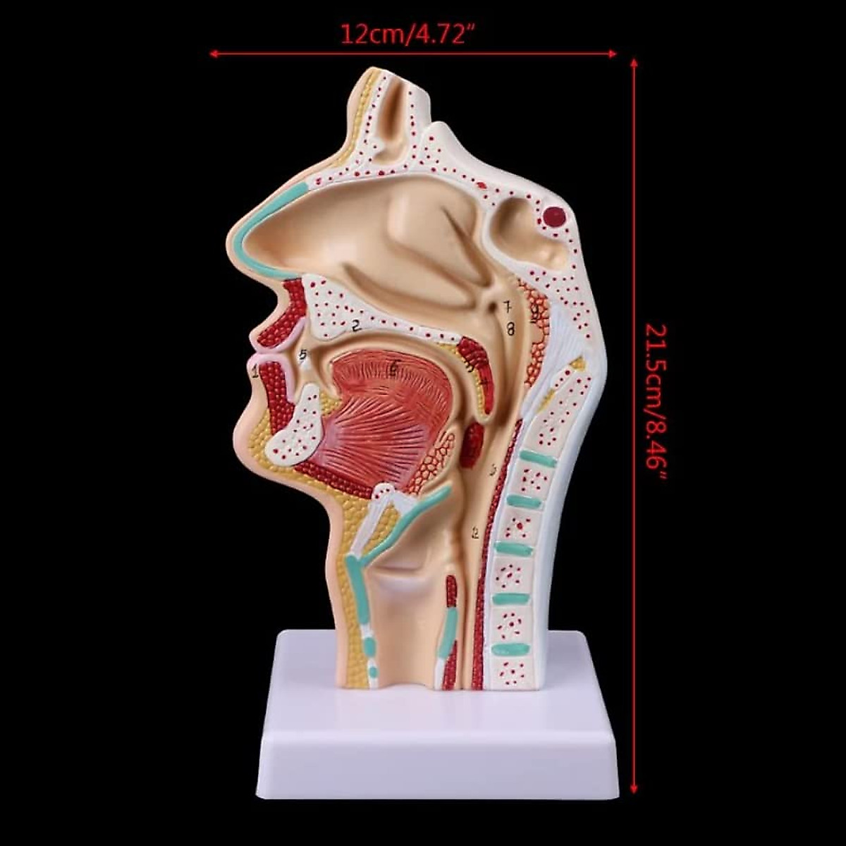 Nasal Cavity Throat Model, Human Anatomical Model for Science Classrooms Study Teaching Aid