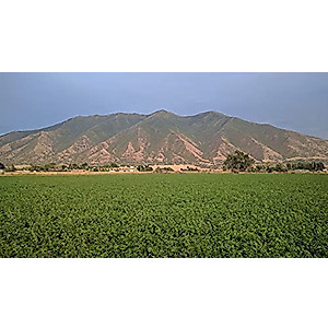 Viking Farmer Alfalfa Hay for Rabbits & Small Pets, 5 lbs