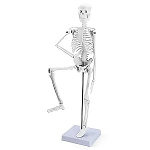 QWORK Human Skeleton Anatomical Model, Scientific Model, Miniature Skeleton Model with Movable Arms and Legs, for Medical Training & Classroom Education