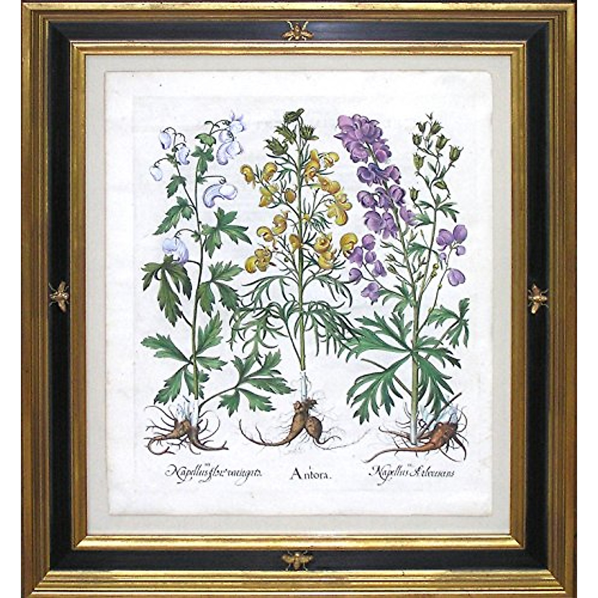 Antora (Monk's Hood)