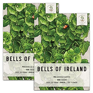Seed Needs, Bells of Ireland Seeds for Planting (Molucella laevis) Twin Pack of 400 Seeds Each - Heirloom & Open Pollinated