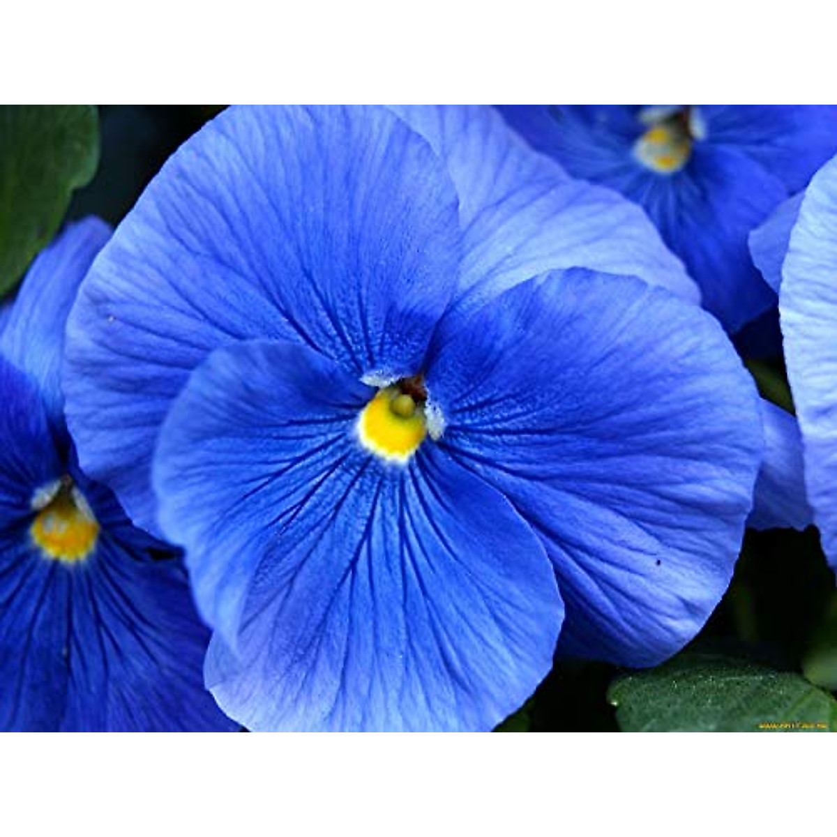 100+ Mixed Viola Pansy Mars Helen Seeds Blue Flower Perennial Garden