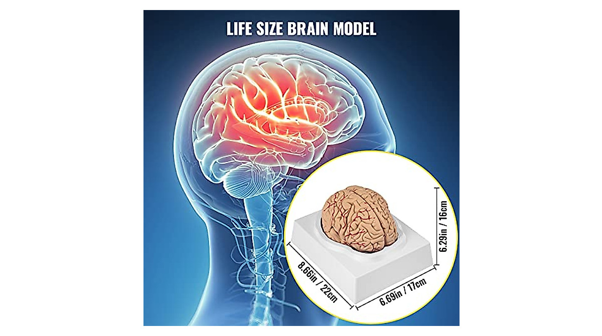 VEVOR Human Brain Model - 9-Part Anatomy Tool