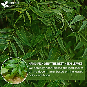 Premium 100 Neem Leaf Tea Bags, 100% Natural and Pure from Neem Leaves. Loose Leaf Neem Herbal Tea. Neem Leaf Tea. No Sugar, No Caffeine, No Gluten, Vegan.