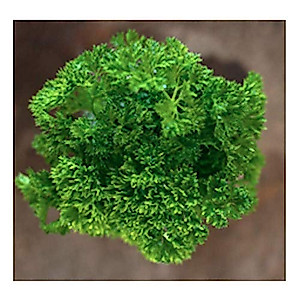 Triple Curled Parsley Seeds for Planting, 300+ Seeds Per Packet, (Isla's Garden Seeds), Non GMO & Heirloom Seeds, Botanical Name: Petroselinum crispum, Great Herb Garden Gift