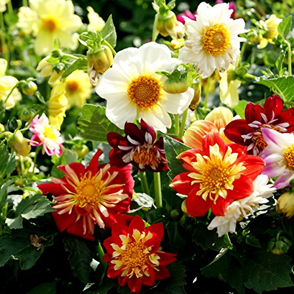 Outsidepride Dahlia Dandy Garden Cut Flower Seed Mix Great for Bouquets & Dried Floral Arrangements - 500 Seeds