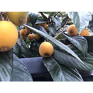 2 Packages of Loquat Fruit Eriobotrya Japonica Seeds - 5 Seeds Per Package