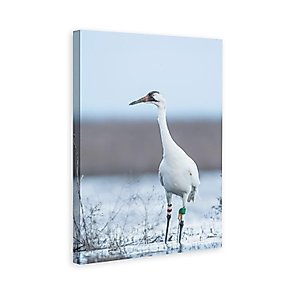 Nature Lake Whooping Crane Bird Canvas Poster Bedroom Decor Sports Landscape Office Room Decor Gift,Canvas Poster Wall Art Decor Print Picture Paintings for Living Room Bedroom Decoration 8x12inchs(20