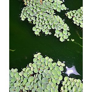50+ Leaves Asian Watermoss (Salvinia cucullata) Live Aquarium Plant - Floating Aquatic Plant for Natural Fish Tank Decor and Oxygenation - Easy Care Aquatic Plants for Your Tank