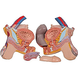 ERCTOO Human Body Model - Torso Anatomical Model - Human Torso Anatomy Model 23 Pcs Removable Parts with Heart Visceral Brain Skeleto for Preschool & School Science Medical Education Display 85cm