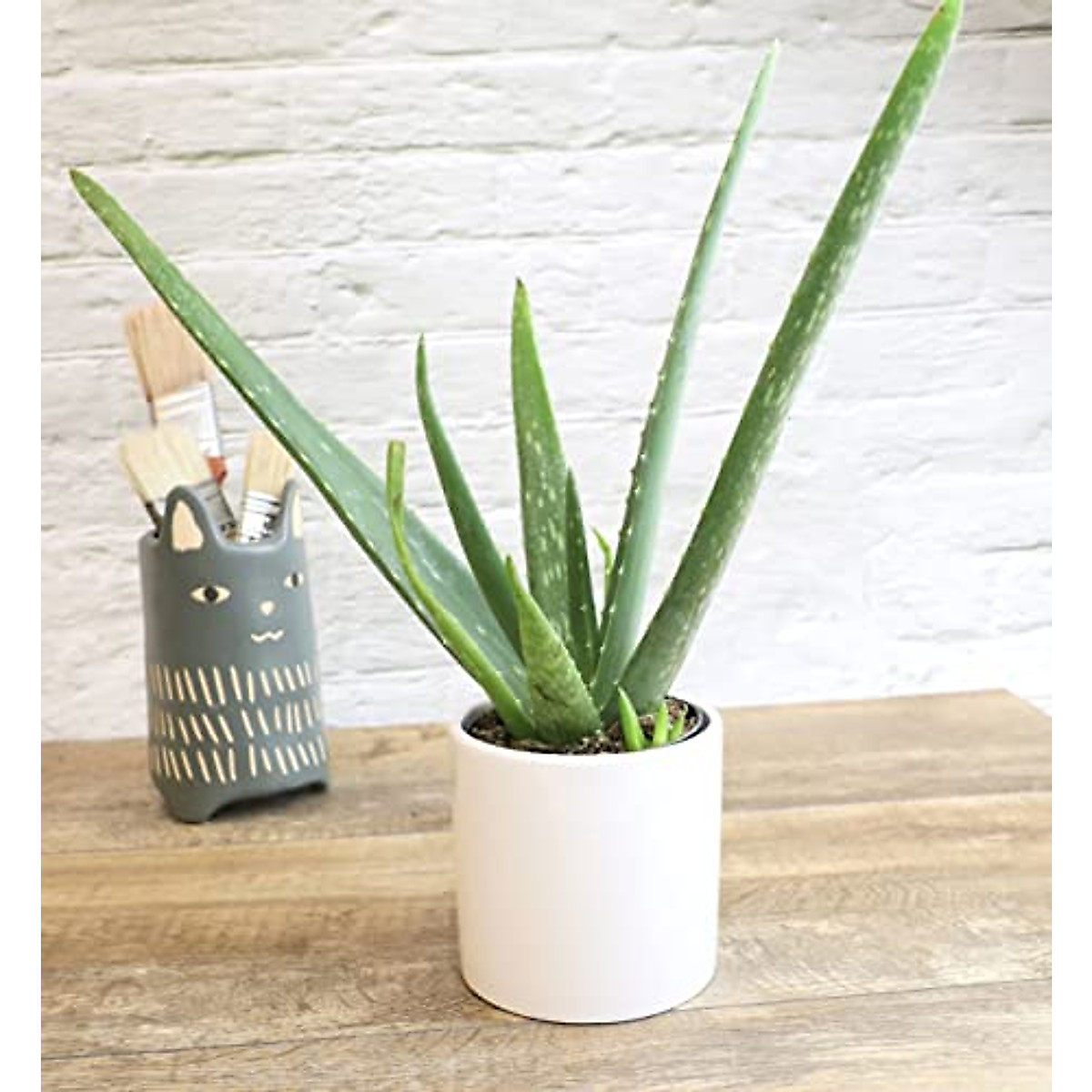 Aloe Vera Plant Live Succulent Plants, Live Aloe Vera Plant Succulents, Live Aloe Plant in Aloe Plant Pot, Aloe Plants Live Indoor Plants, Live Aloe Vera Plant Indoor House Plants by Plants for Pets