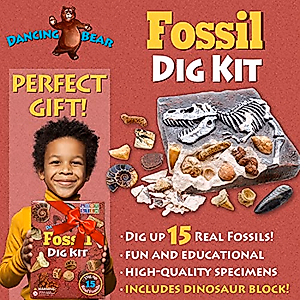 DANCING BEAR Fossil Dig Kit, Excavate 15 Prehistoric Fossils Including Real Dinosaur Bones and Shark Teeth, Paleontology STEM Education for Kids, Fun Science Activity Gift Sets for Girls and Boys