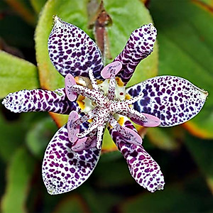 QAUZUY GARDEN Japanese Toad Lily 20 Seeds/Seed -Tricyrtis Shade Perennial Deer Resistant Eye-catching Flower for Home Bonsai Garden Decor Easy to Grow
