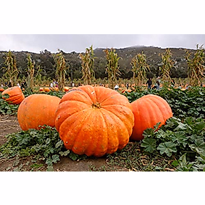 Giant Pumpkin Titan Seeds 10 Seeds for Planting Vegetable Garden Squash Gourd Seeds