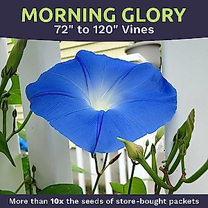 Morning Glory Seeds Heavenly Blue - Large 1 Ounce Packet - Over 1,000 Flower Seeds