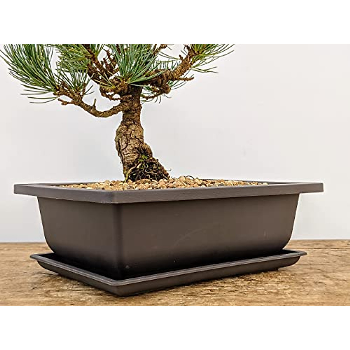 Bonsai Outlet Training Pots with Humidity Trays - Built in Mesh, Brown 8-Inch Large Planters + Made from Durable Shatter Proof Poly-Resin, Set of 3 Pot Set