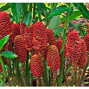 5 Zingiber Shampoo Ginger Seeds Pinecone Seeds Indoor Outdoor Ornaments Perennials Garden Growing Can Grow Well Pot