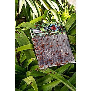 Buddy Bugs 3000 Pre-Fed Live Ladybugs for Aphid Control | Hippodamia Convergens | Guaranteed Live Delivery