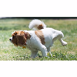 PETS HEALTH SOLUTION Dog Urinary Care Dog Food - Natural Urinary Tract Support - Dog Treats - Premium Advanced Complex - Cranberry Dog Supplements - 180 Treats (2 Bottle)