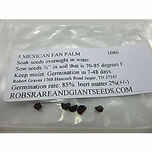 1086-Palm, Mexican Fan Tree (‎Washingtonia robusta) Seeds by Robsrareandgiantseeds UPC0764425786740 Non-GMO,Organic,USA-Grower,Bonsai, 1086 Package of 5 Seeds