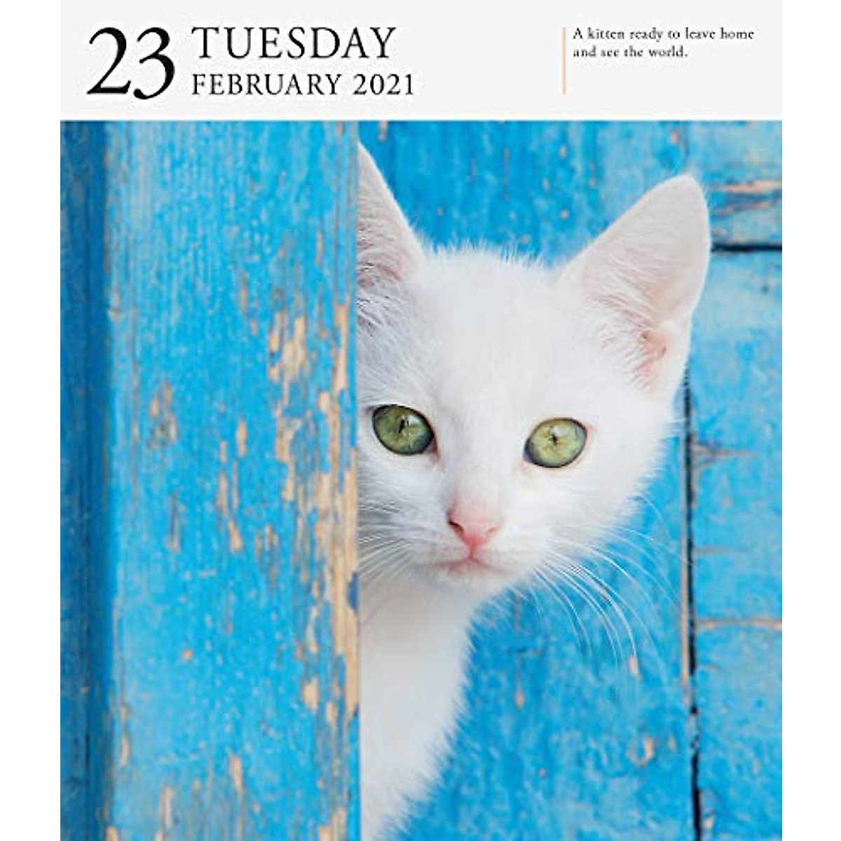 Cat Page-A-Day Gallery Calendar 2021