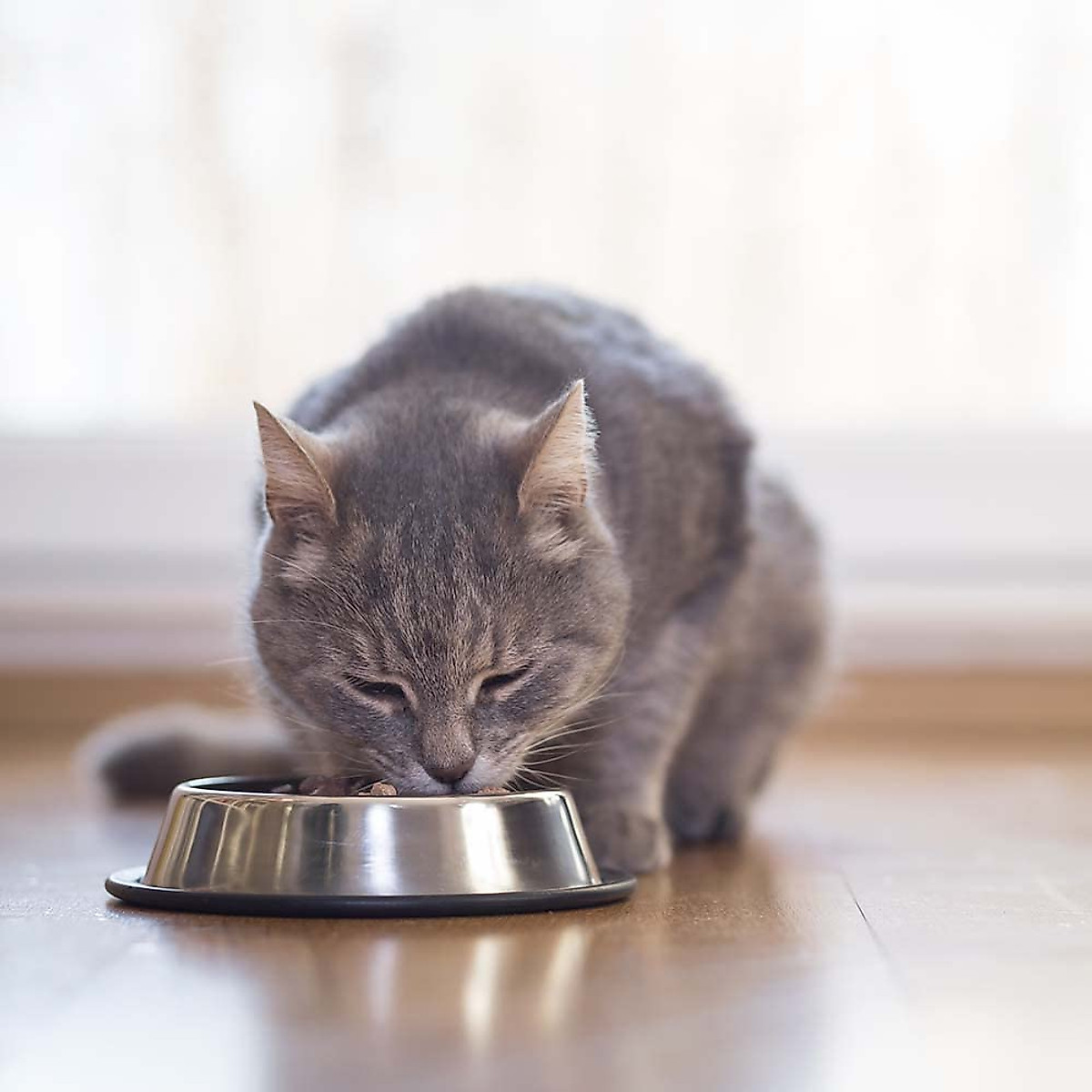 Royal Canin Cat Food 3 Flavor 6 Can Sampler, (2) Each: Urinary Care Slices in Gravy, Indoor Morsels in Gravy, Adult Instinctive Loaf (3 Ounces) - Plus 2 Catnip Toys and Fun Facts Booklet Bundle