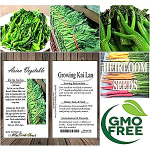 Big Pack - (1,500) Chinese Broccoli, Kailan GAI LAN Seeds - Used in Cantonese Cuisine - Non-GMO Seeds by MySeeds.Co (Big Pack - Kai LAN)