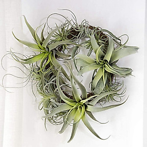 Haudang 4Pack Artificial Pineapple Grass Air Plants Fake Flowers Faux Flocking Tillandsia Bromeliads Home Garden Decor