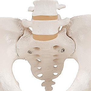 3B Scientific A61 Female Pelvic Skeleton - 3B Smart Anatomy