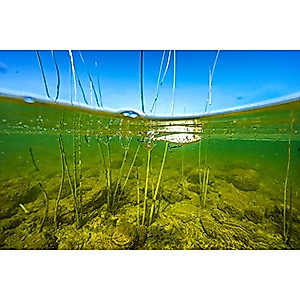 Berkley Choppo Topwater Fishing Lure, Ghost Bluegill, Size 90, Cupped Propeller Tail for Balance of Sound and Spray, Equipped with Sharp Fusion19™ Hook