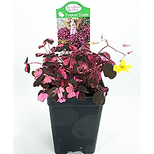 Plum Crazy Shamrock - Oxalis - 2.5" Pot - Fairy Garden Plant/House Plant/Edible