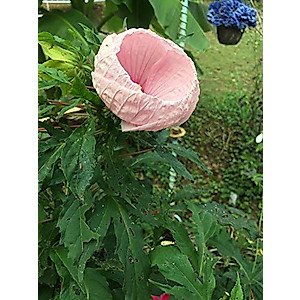 1112A-Tropical Hibiscus, Giant Pink (Hibiscus rosa-sinensis) Seeds by Robsrareandgiantseeds UPC0764425787105 Non-GMO,Organic,USA Grower, Cold Hardy, 1112-A Package of 10 Seeds