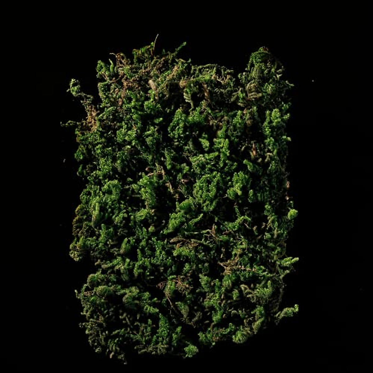 A'ddict Solid Perfume - Oak Moss 501, Mossy & Earthy, Patchouli Scent for Men and Women, 1.01 fl.oz / 30ml, Alcohol-Free, Perfect for Travel