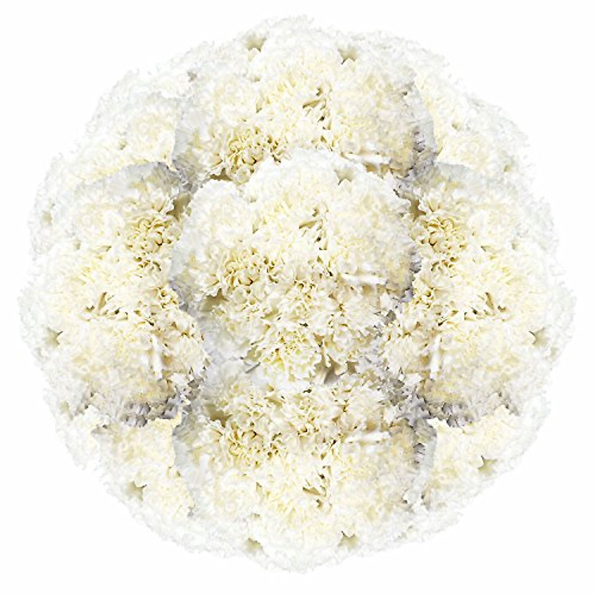 White Carnations- 100 Flower Delivery