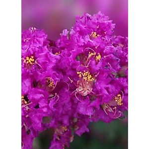 Large Twilight Crape Myrtle, 2-4ft Tall When Shipped, Matures 22ft Tall, 1 Tree, Rich Sunset Purple/Pink (Shipped Well Rooted in Pots with Soil)