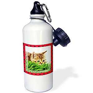 3dRose "Cat Hunting Ladybug" Sports Water Bottle, 21 oz, White