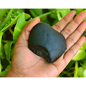 Shiva Lingam Shop 2.75"X2"inch Shaligram, Religious Gifts, Sudarshan Saligram Stone,Natural Shaligram Fossilized Shell, Iconic Symbol of The God Vishnu -I-6027
