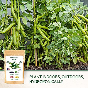 Bean Seeds 4 Variety Pack - Non GMO, Heirloom Seeds for Planting Indoor, Outdoor, and Hydroponic Vegetable Garden - 100% USA Grown - Including Royal Burgundy, Henderson Lima, Shell Pinto, Golden Wax