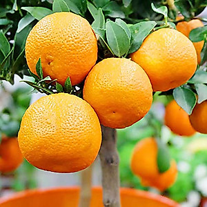 Mandarin Orange Seeds Cold Hardy Mandarin, Citrus Unshiu, Satsuma Orange Evergreen Sweet Organic GMO Free Home Garden Outdoor 25Pcs Fruit Seeds YEGAOL Garden