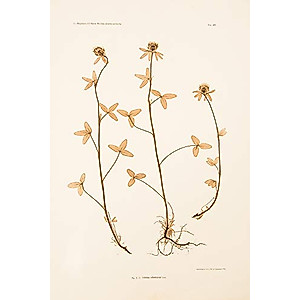 Trifolium ochroleucum