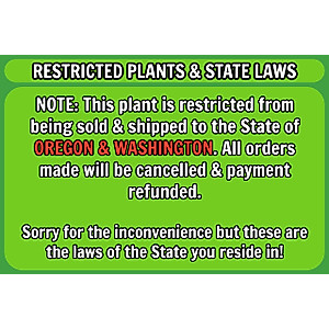 Greenwood Nursery: Live Shrub Plants - Royal Red Butterfly Bush + Buddleja/Buddleia Davidii - [Qty: 2X Pint Pots] - (Click for Other Available Plants/Quantities)