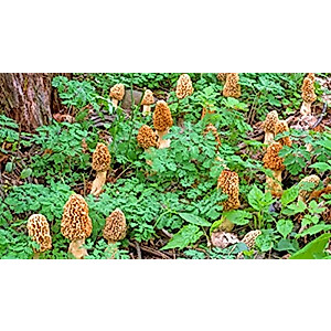 Large Kit Morel Mushroom Spores in Sawdust Seed Spore kit from WV 25 Gallon kit