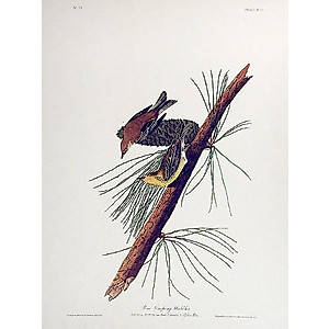Pine Creeping Warbler. From"The Birds of America" (Amsterdam Edition)
