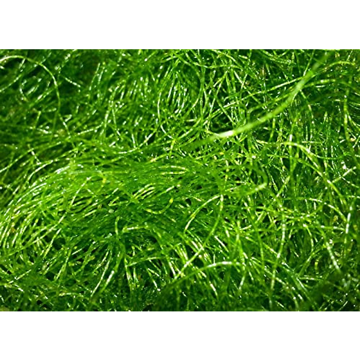 Generic Live Chaeto Chaetomorpha Macro Algae Reef Refugium Saltwater Plant Marine