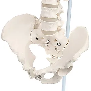 Axis Scientific Human Rib Cage Anatomy Model: Life Size Vertebral Column with Complete Vertebrae, Cast from Real Human Bones, Includes Detailed Study Guide, Base Stand