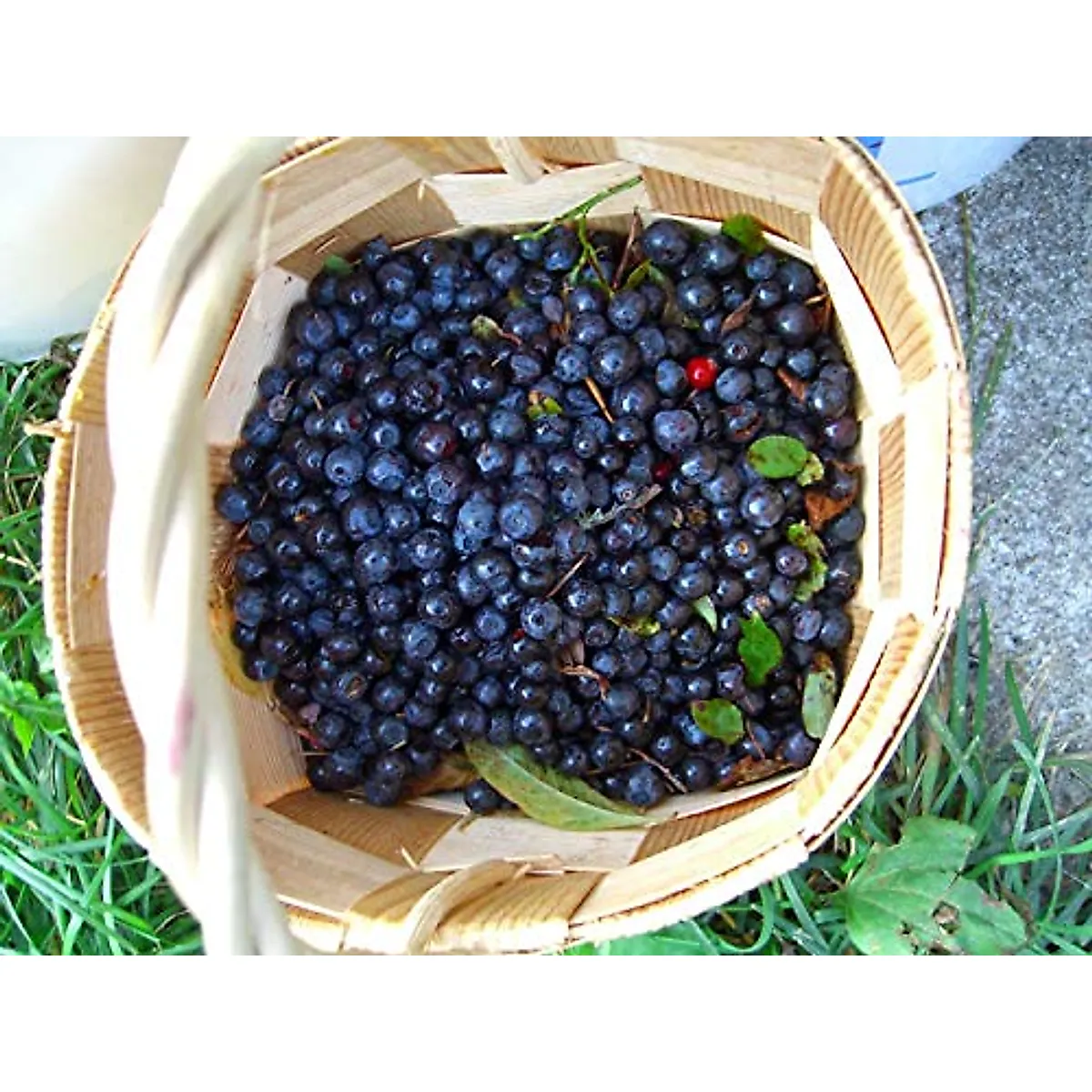 Southern Blueberry 50 Seeds - Blueberries Organic Seeds for Planting, Blueberries Fresh Fruit Seeds, Non GMO Berry Seeds, Dwarf Blueberry Bush Seeds for Planting Indoors