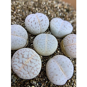 5 Lithops Live Plants 0.4 Inc, White Lithops Living Stones Succulents Planting Ornament Flower Pot Planting Garden Gift