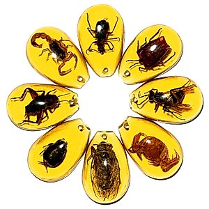 Western Eagle Workshop 8pcs Amber Fossil with Insects Samples Stones Crystal Specimens Home Decorations Collection Oval Pendant