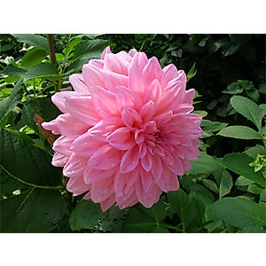 Rare Beautiful Perennial Mixing Color Dahlia Flowers Seeds 100PCS